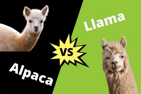 Difference Between Alpaca And Llama Contrasthub