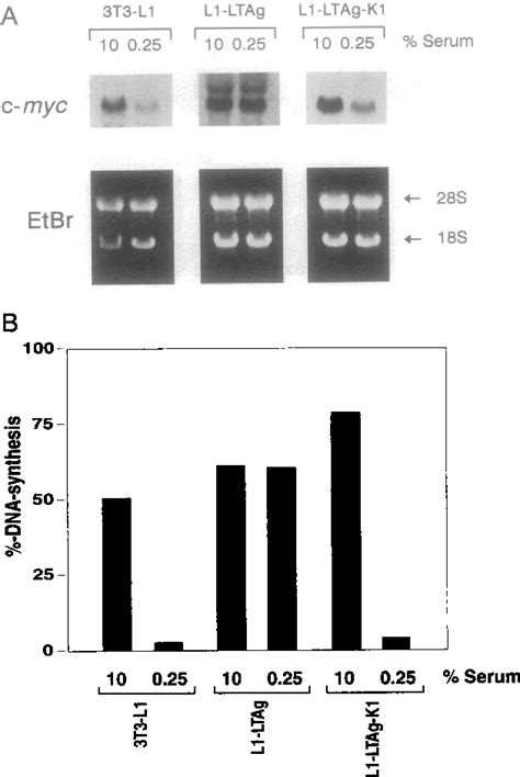 Figure 1 From Role Of C Myc In Simian Virus 40 Large Tumor Antigen Induced Dna Synthesis In