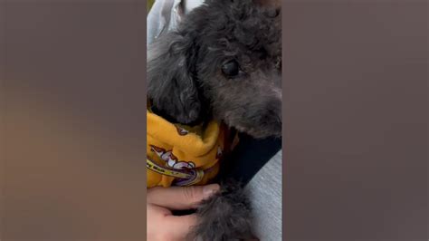 가을 산책나온 16살 강아지 강아지 강아지브이로그 노견일상 노견 노견 노견치매 Short 댕댕이 쇼츠