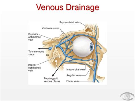 Ophthalmic Vein