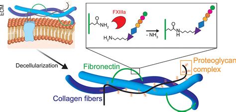 Strategies Detecting Protease Activity Chair For Drug Formulation And Delivery
