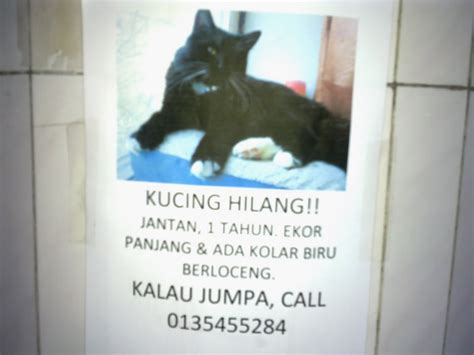 Siapa Milik Kita Kucing Hilang