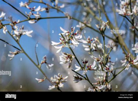 White Flowers Of Blooming Retama Bushes Springtime Israel Stock Photo Alamy