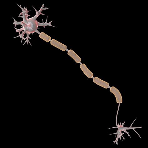 Neuron 3d