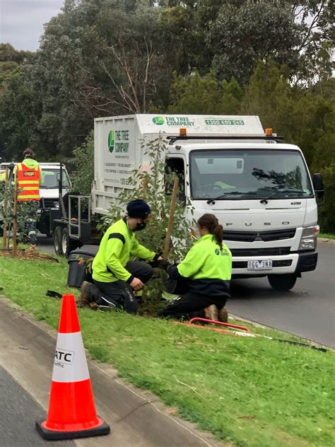 Services The Tree Company