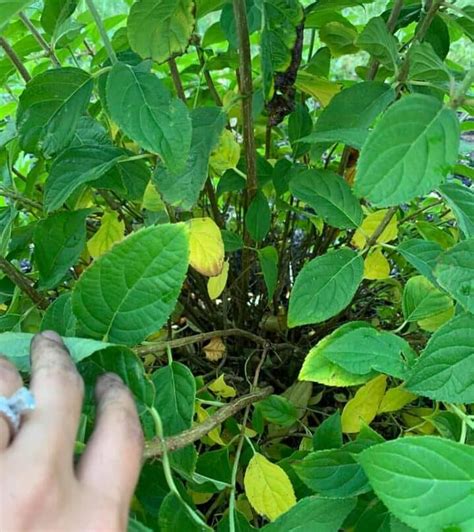 6 Reasons For Hydrangea Leaves Turning Yellow With Solutions
