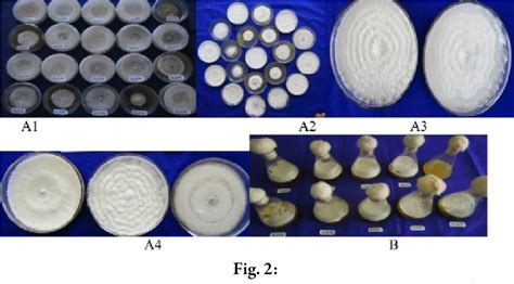 Table 2 From Morphological And Molecular Diversity Of Ganoderma Spp Causal Agent Of Basal Stem
