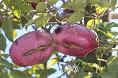 あけび 木通 通草 種類の違い実皮の食べ方旬の季節花言葉などおしえて田舎センセイ