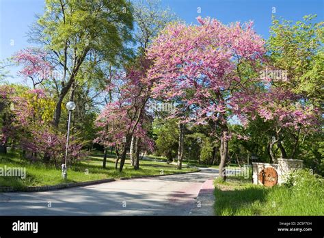 Cercis Tree In Blossom Cercis Sililuastrum Saints Constantine And