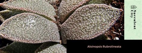 "Aloinopsis" Genus | Succulent City
