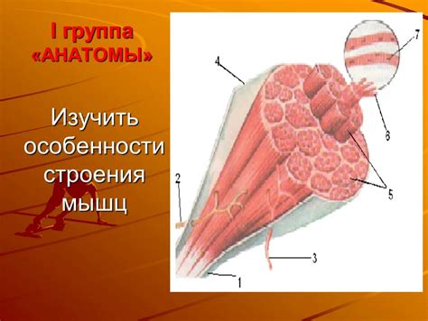 Строение мышц анатомия