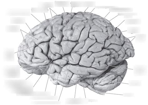 Neurologic Bases Of Cognition Behavior And Communication Diagram Quizlet