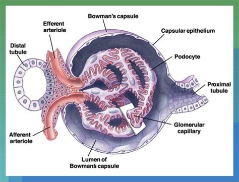 Sistem Urinaria