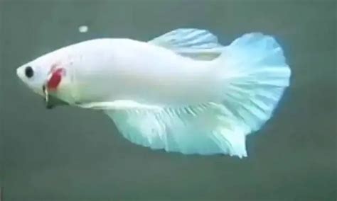 Pez Betta Corona Características Reproducción Cuidados Y Más