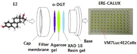 Estrogenic Activity Measurements in Water Using Diffusive Gradients in ...