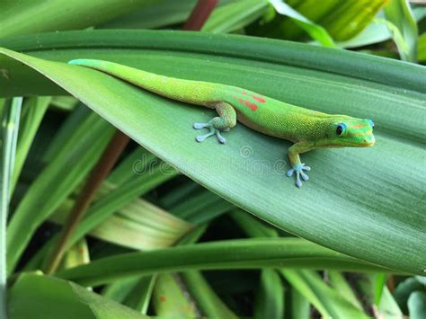 Gold Dust Day Gecko Lizard In Winter In Lihue On Kauai Island Hawaii