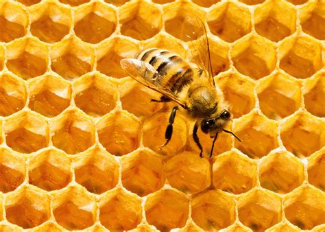 Hexagons Are The Most Scientifically Efficient Packing Shape As Bee