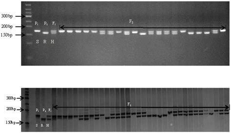 Indel Marker Linked With Tomato Anti Grayleafspot Gene Sm And