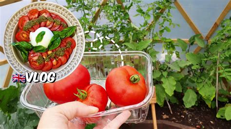 영국일상vlog 텃밭 토마토 바질로 만든 부라타 치즈 샐러드 어묵탕에 막걸리 방 페인트칠 Youtube