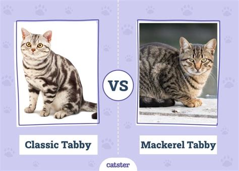 235 Tabby Cat Names For Felines With Swirls Stripes And Spots Catster
