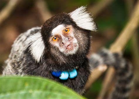 Free Images Nature Wildlife Mammal Fauna Primate Chimpanzee