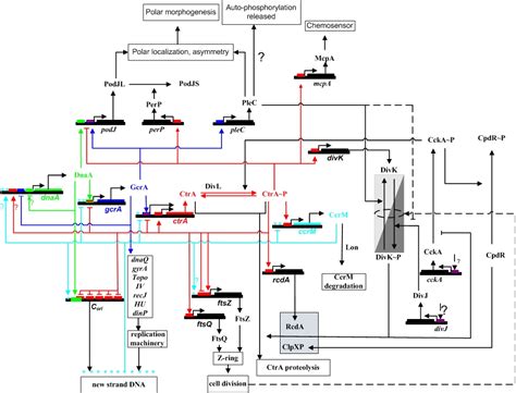 Caulobacter Cell Cycle Control Model