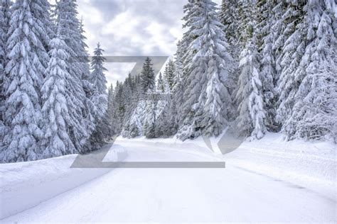 دانلود پس زمینه جاده برفی میان درختان صنوبر دانلود رایگان فایل لایه باز، Psd، وکتور، لوگو و موکاپ