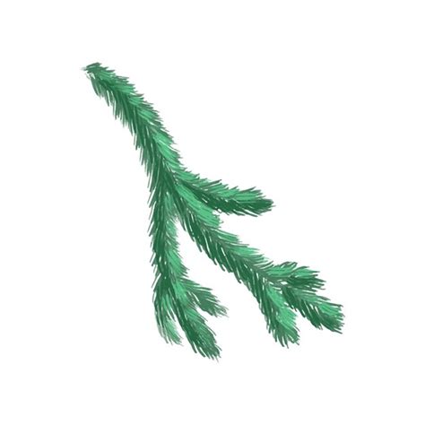 Premium Vector Christmas Fir Branches