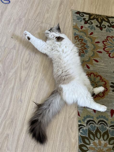 Have A Compilation Of Cecil Layingsleeping In Funny Positions R