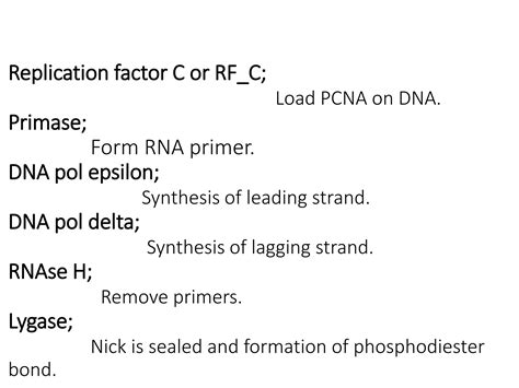 Dna Replication In Eukaryotes Ppt