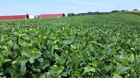 Estimating Soybean Yield Virginia Ag Pest And Crop Advisory