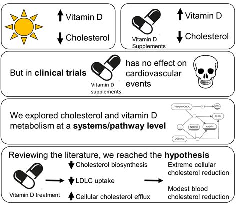 Vitamin D3 And Cholesterol Levels At Lisa Teixeira Blog