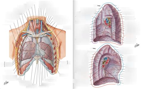 Thoracic Pleural Cavities Id Diagram Quizlet