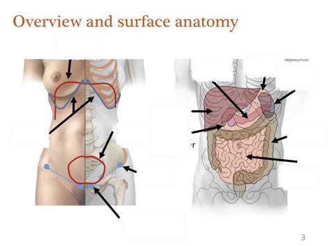Overview And Surface Anatomy Diagram Quizlet
