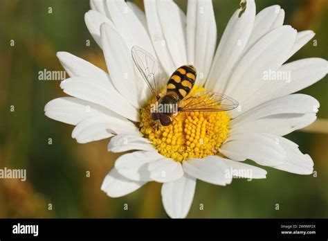 Natural Closeup Of A Migrant Hoverfly Eupeodes Corollae On A White