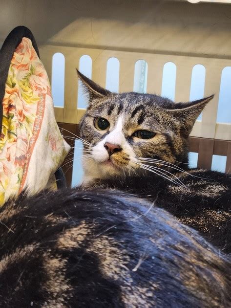 코리안숏헤어 메이 샴입양 셀커크렉스입양 스코티쉬폴드입양 스핑크스입양 아메리칸숏헤어입양 아비시니안입양 터키시앙고라입양 페르시안입양 애완견입양 반려견입양 털빠짐없는소형견종류