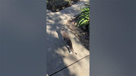 Start Of 2525 Cat Walk 😺🚶‍♀️🎵 Youtube