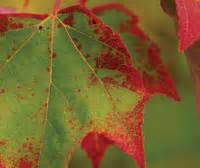 Trees A Compare And Contrast Book