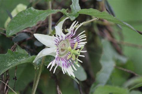 Cupped Passionflower Passiflora Bryonioides · Inaturalist