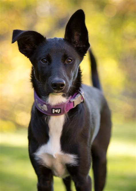 Hurtta Weekend Warrior Collar from Dogs Outside in New Zealand
