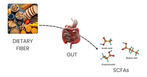The Science Of Short Chain Fatty Acids Scfas And Gut Health