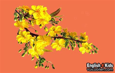 Từ điển Anh Việt hoa mai tiếng Anh là gì với ví dụ và phiên âm