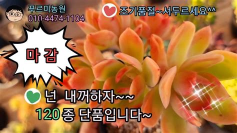 🤗넌~내꺼하자~단품120종입니다~다육판매다육식물반려식물축제비바위솔청주다육충북다육대전다육기온차공기정화식물천안다육음성다육진천다육전국다육겨울