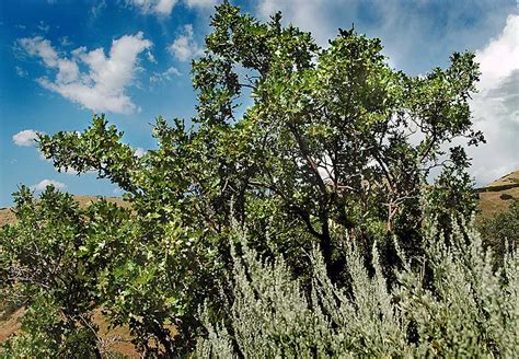 Quercus Gambelii Common Bonsaihardwood Gambel Oak Gambells Oak