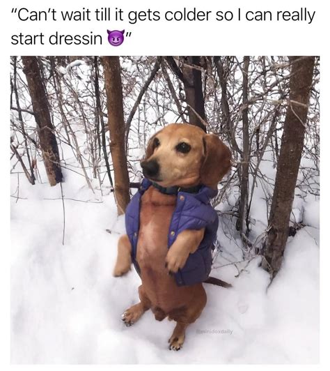 Mini Dox Daily 🐾 He Is Not Responsible For Anything He Said Or Did