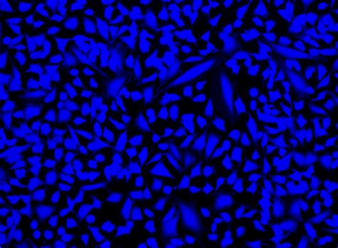 Live Or Dead™ Fixable Dead Cell Staining Kit Blue Fluorescence Aat