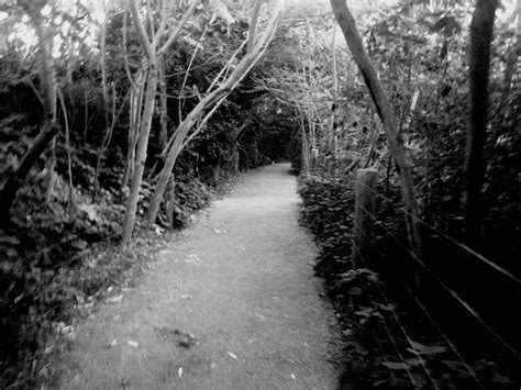 Premium Photo Road Passing Through Forest