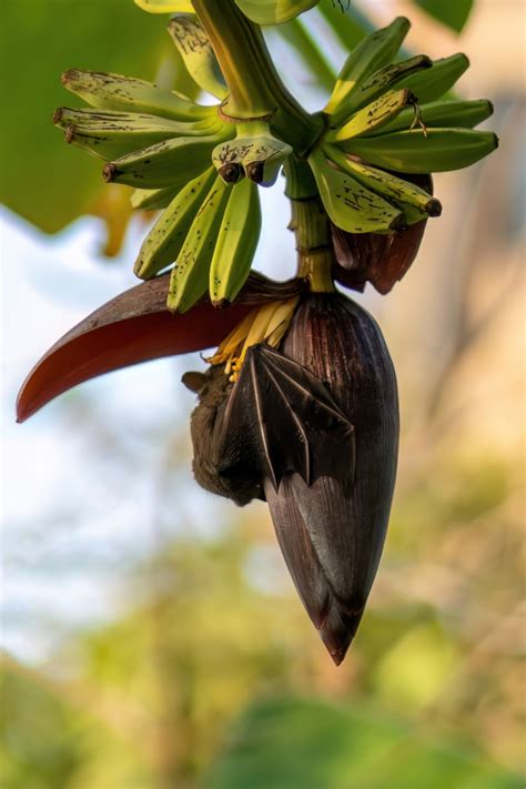 短吻果蝠 Cynopterus Sphinx 香港蝙蝠資訊站