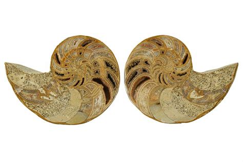 38 Jurassic Nautilus Cymatoceras Fossil Madagascar 282709 For