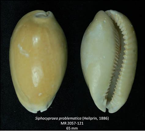 Siphocypraea Problematica Gastropods The Fossil Forum
